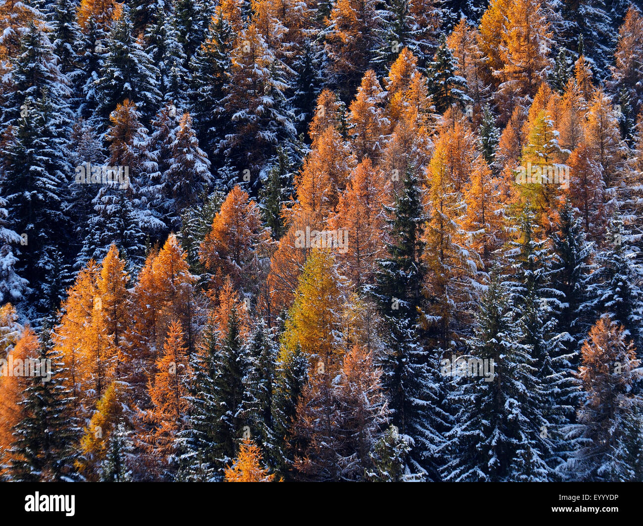 common larch, European larch (Larix decidua, Larix europaea), conifer ...