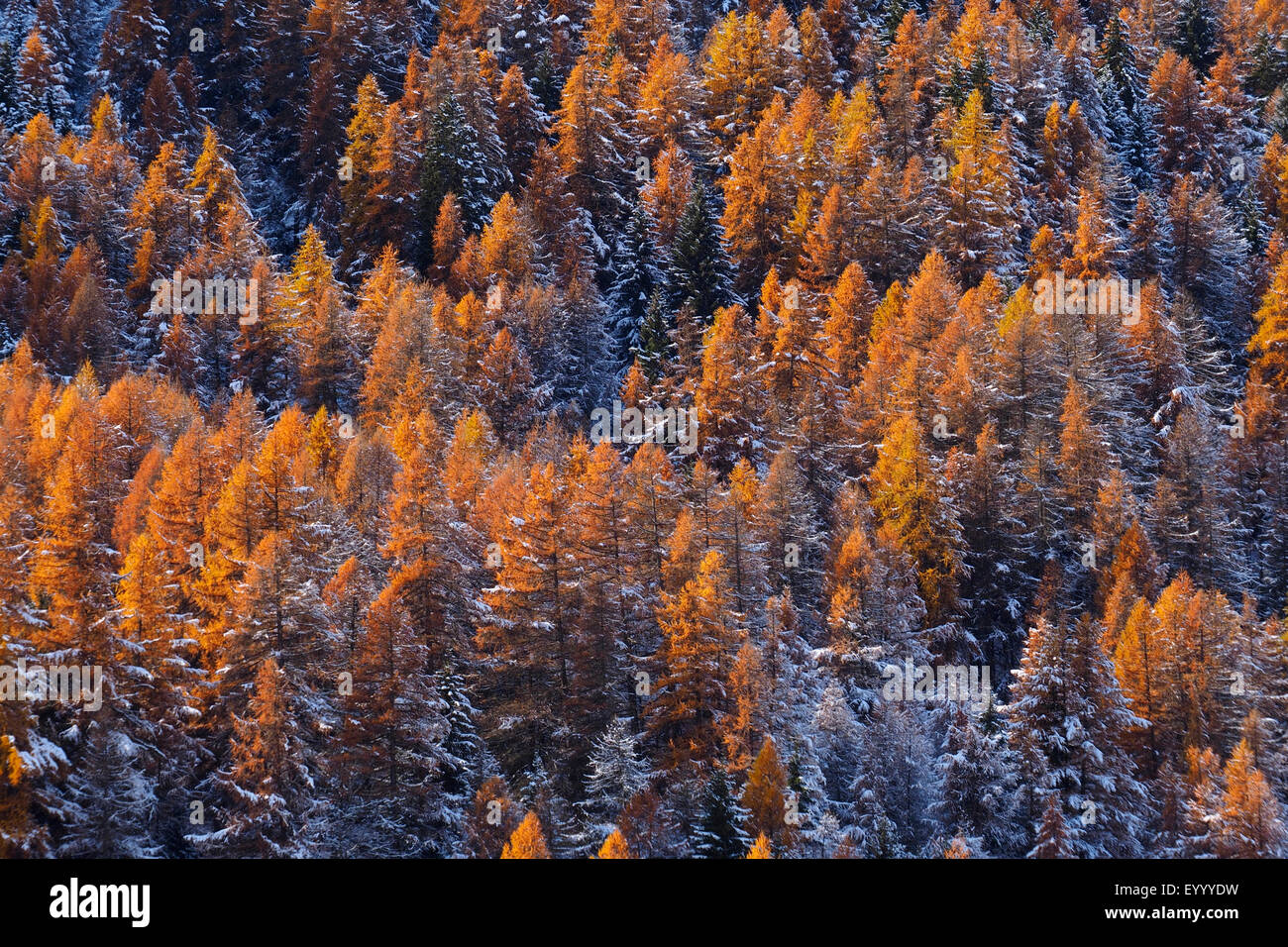 common larch, European larch (Larix decidua, Larix europaea), conifer ...