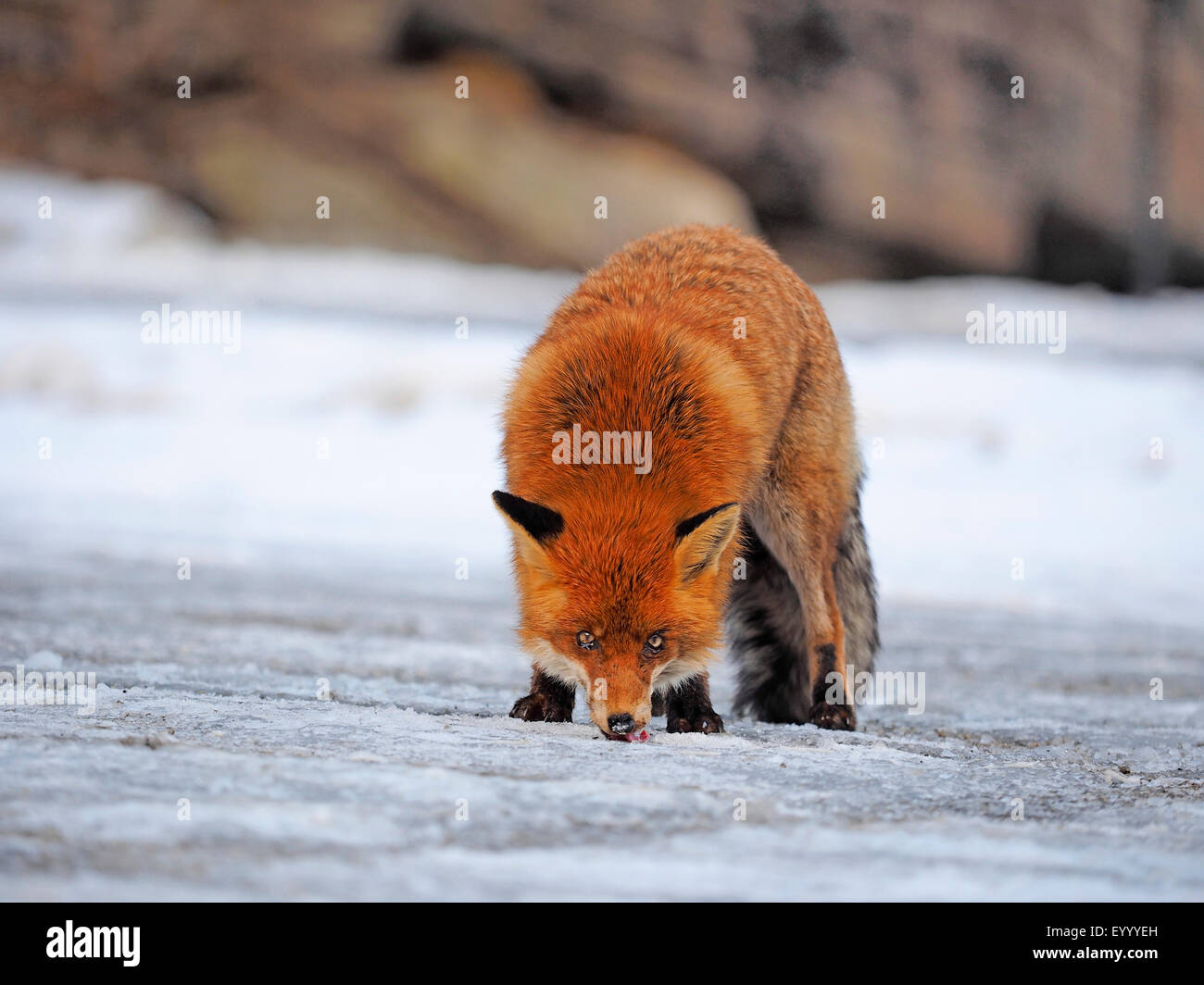 red fox (Vulpes vulpes), searching food, Italy, Val d'Aosta Stock Photo ...