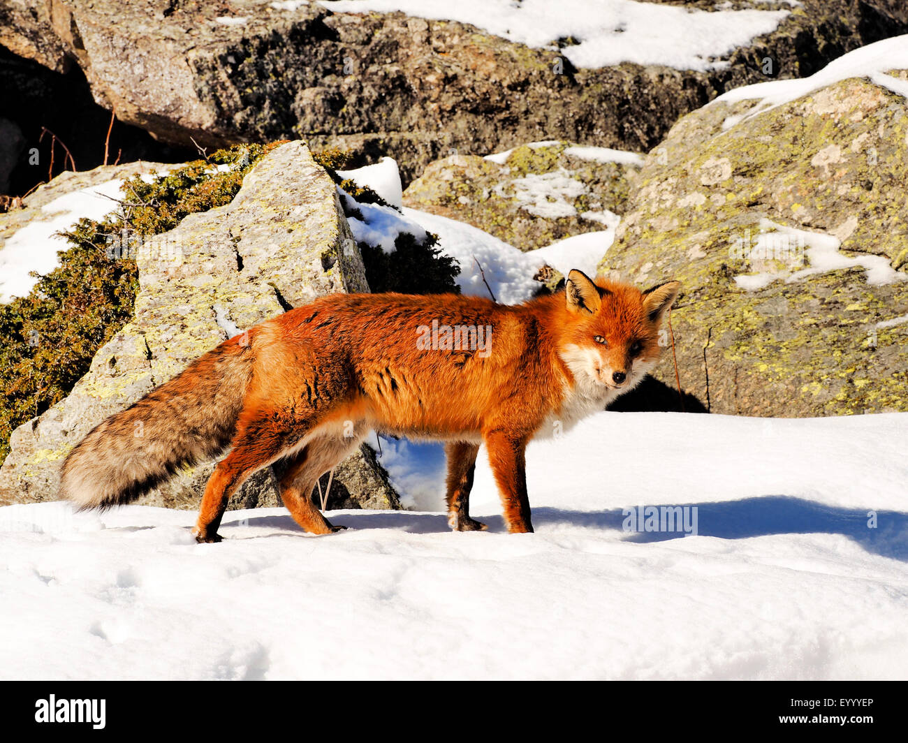 red fox (Vulpes vulpes), standing in snow in front of rocks, Italy, Val ...