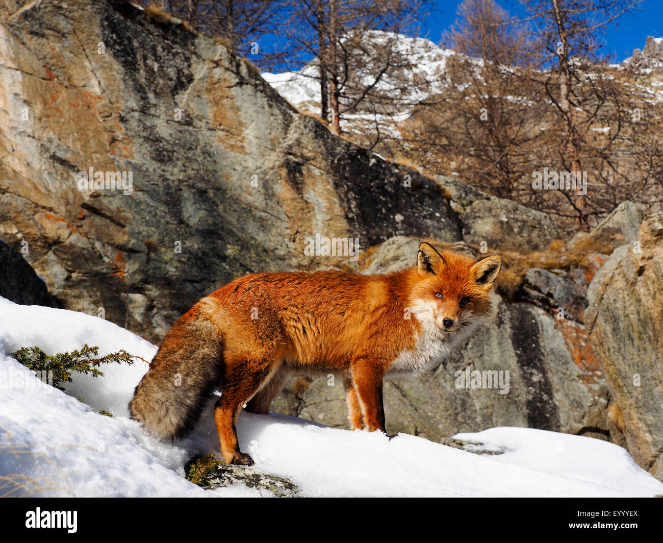 red fox (Vulpes vulpes), standing in snow in front of rocks, Italy, Val ...