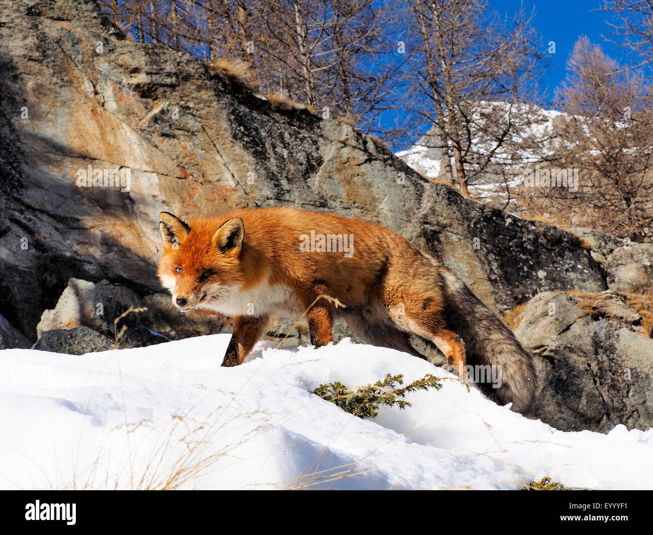 red fox (Vulpes vulpes), wandering through snowy rocky mountain ...