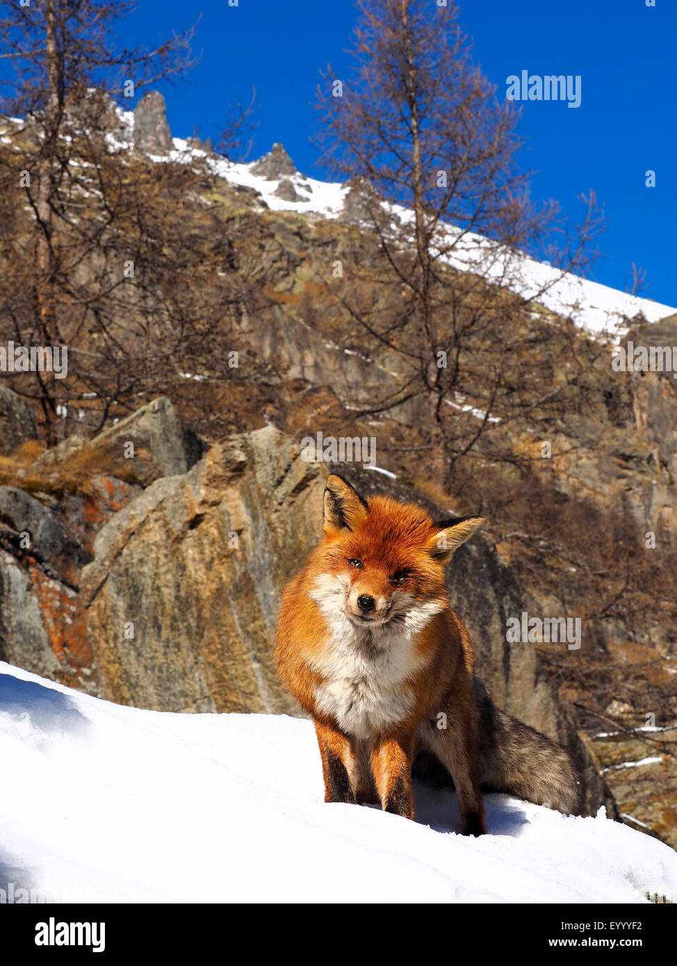 red fox (Vulpes vulpes), standing in snow in front of rocks, Italy, Val ...
