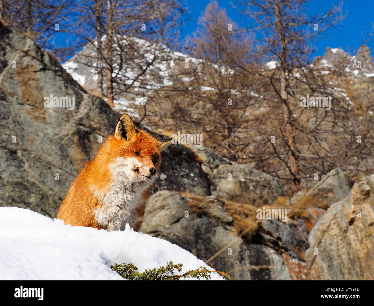 red fox (Vulpes vulpes), standing on rock spur in snowy mountains ...
