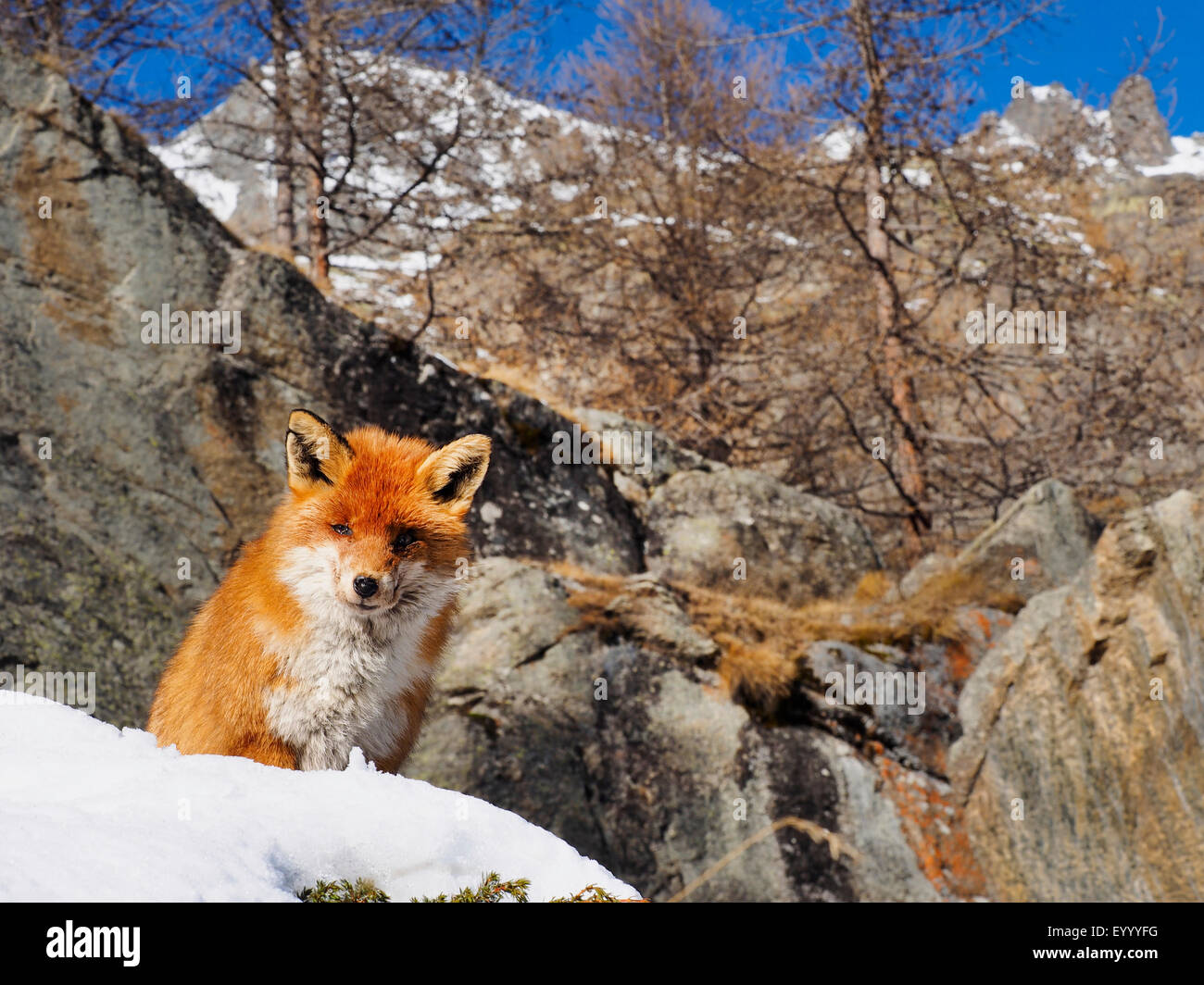 red fox (Vulpes vulpes), standing on rock spur in snowy mountains ...