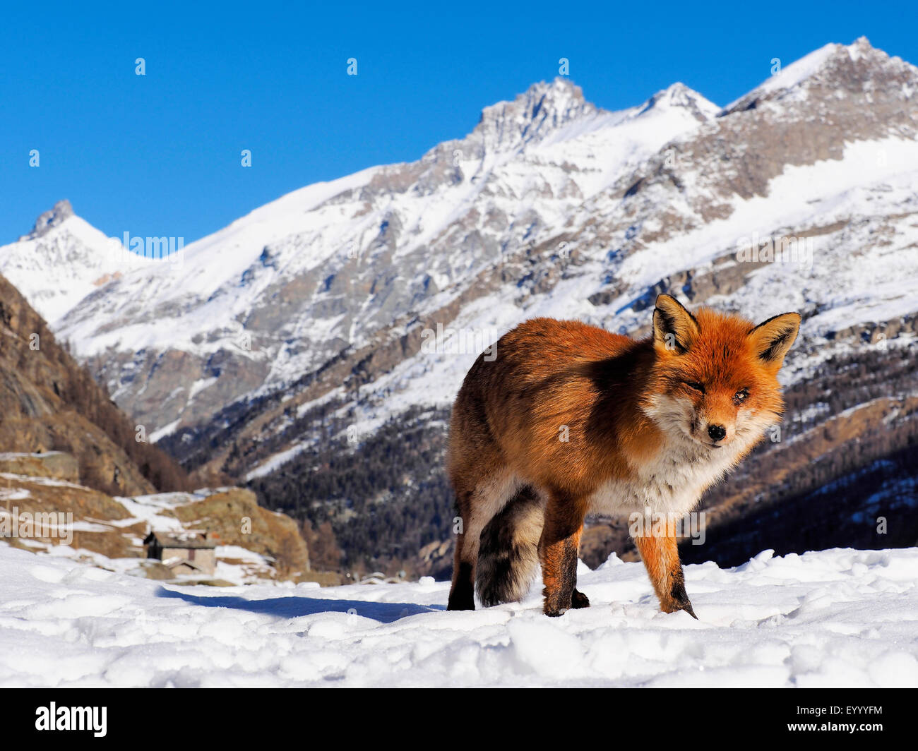 red fox (Vulpes vulpes), standing in snowy mountains, Italy, Val d ...