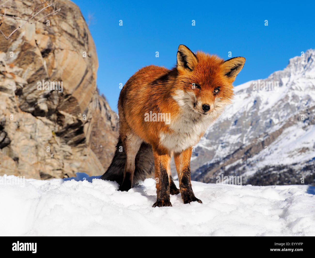 red fox (Vulpes vulpes), standing in snowy mountains, Italy, Val d ...
