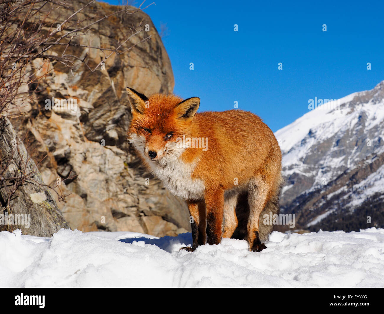 Fox Snow Mountain