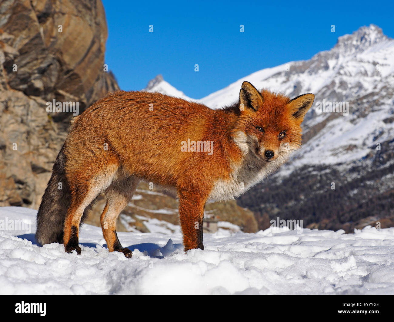 red fox (Vulpes vulpes), in snowy mountains, Italy, Val d'Aosta Stock ...