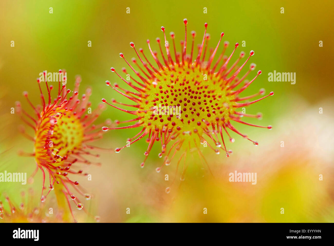 round-leaved sundew, roundleaf sundew (Drosera rotundifolia), leaf ...