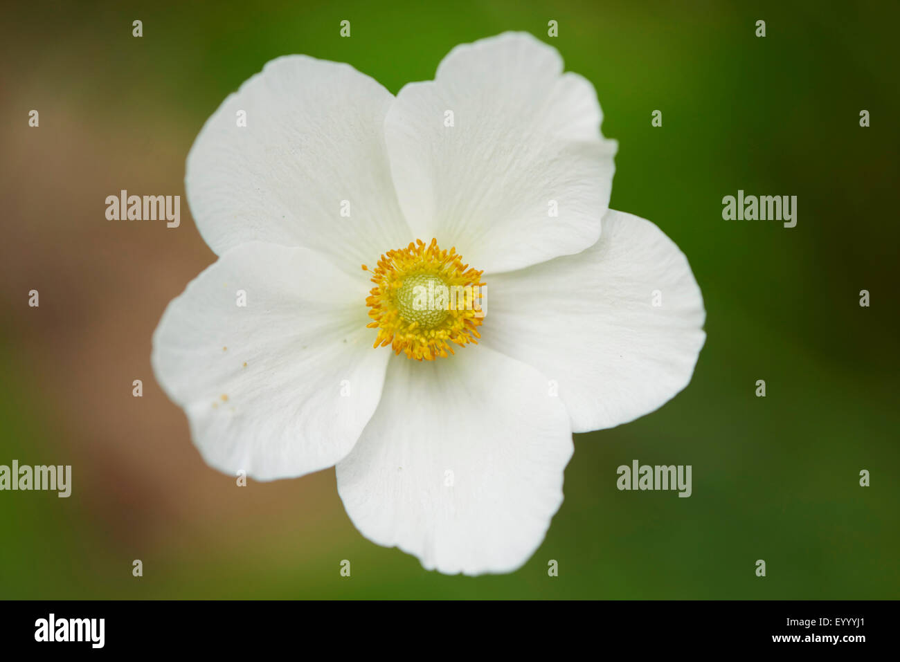 snowdrop anemone, snowdrop windflower (Anemone sylvestris), flower ...