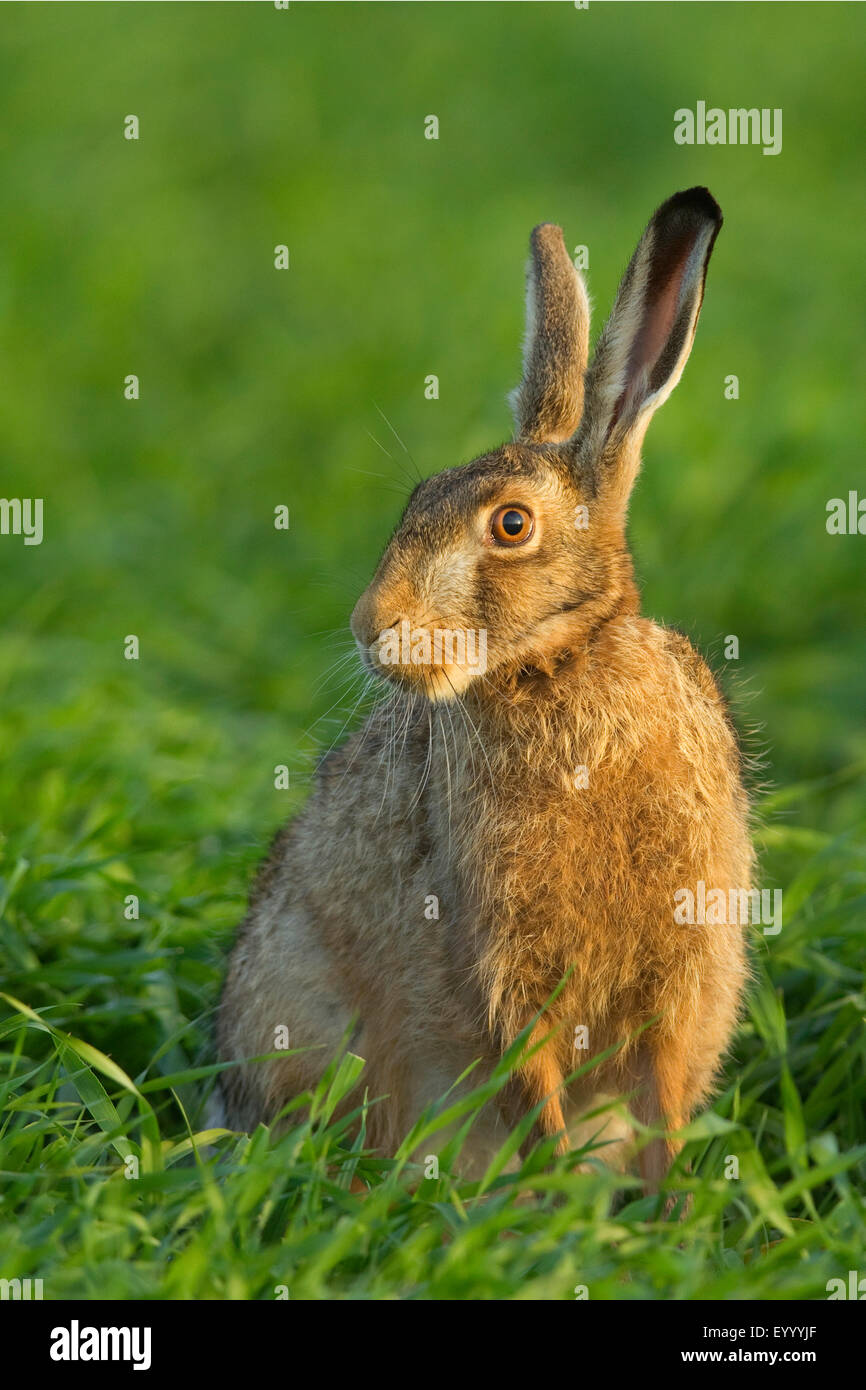 European hare, Brown hare (Lepus europaeus), sits in a meadow, Germany ...