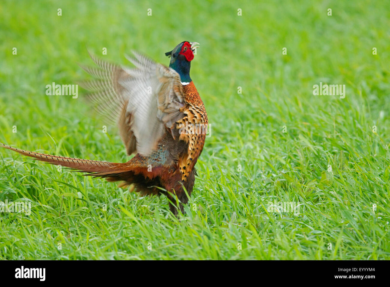 common pheasant, Caucasus Pheasant, Caucasian Pheasant (Phasianus ...