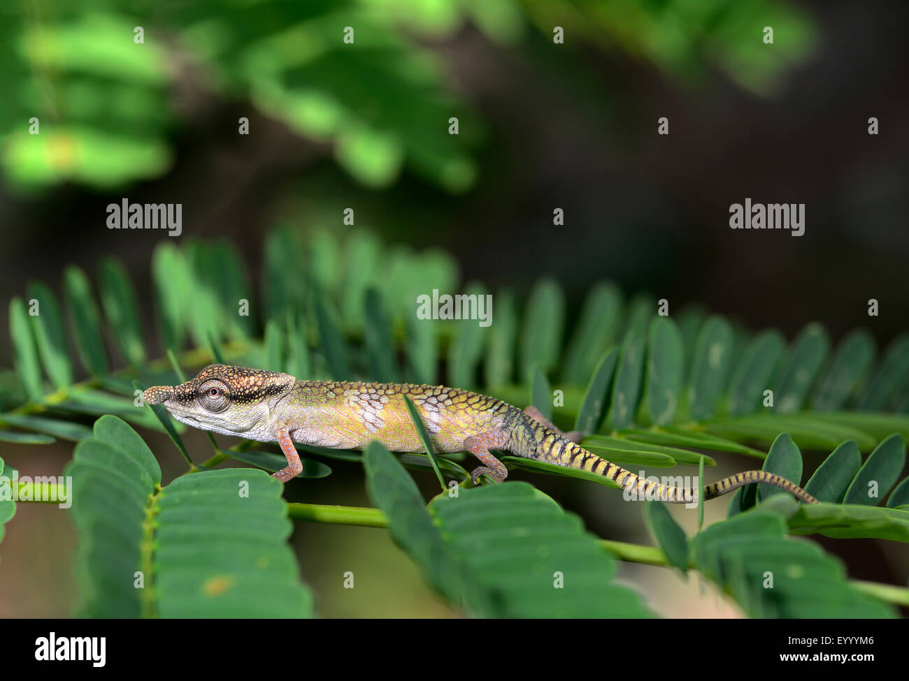 Blue-nosed Chameleon (Calumma boettgeri), male, Madagascar, Nosy Be ...
