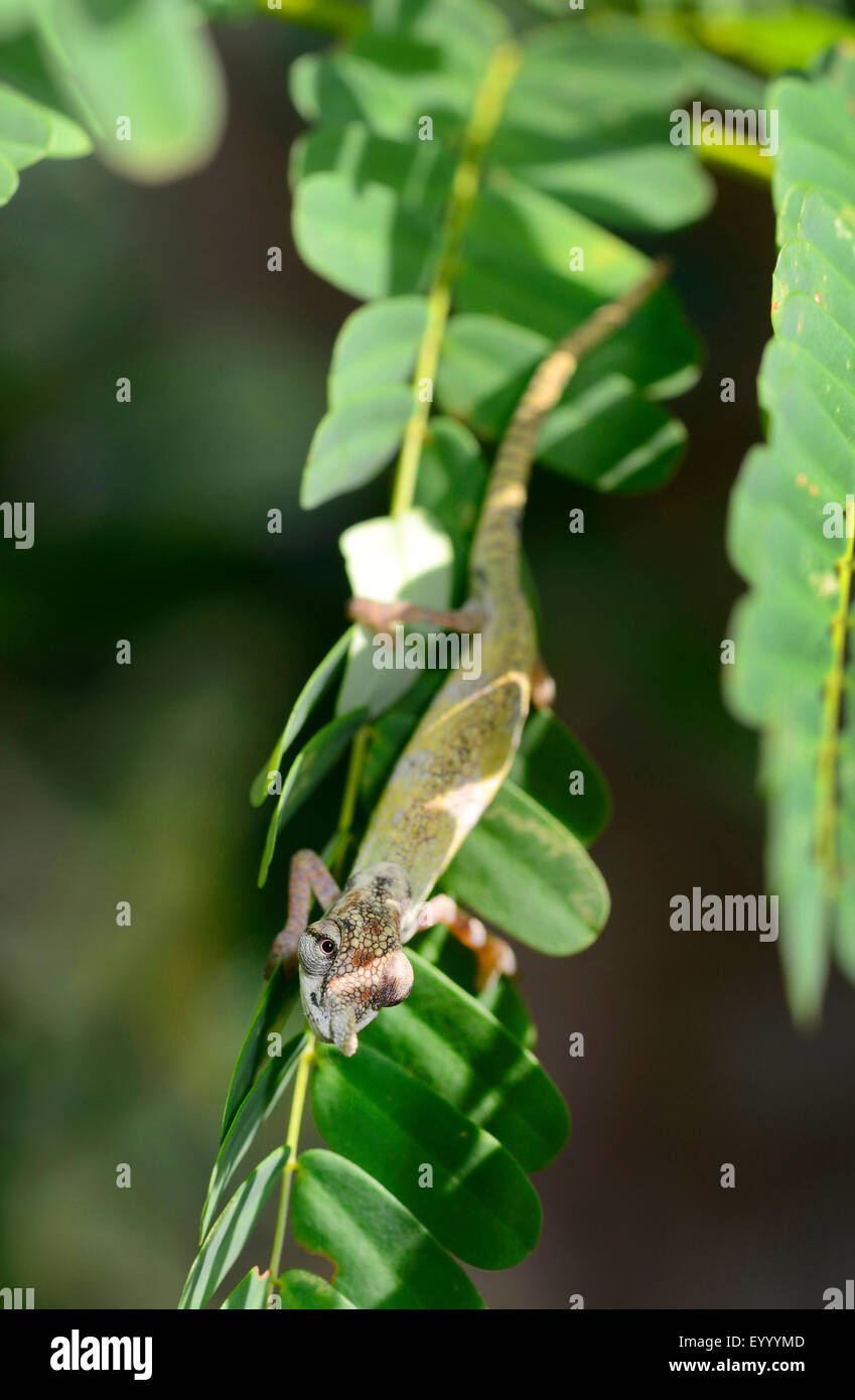 Blue-nosed Chameleon (Calumma boettgeri), male rests on a leaf in the ...