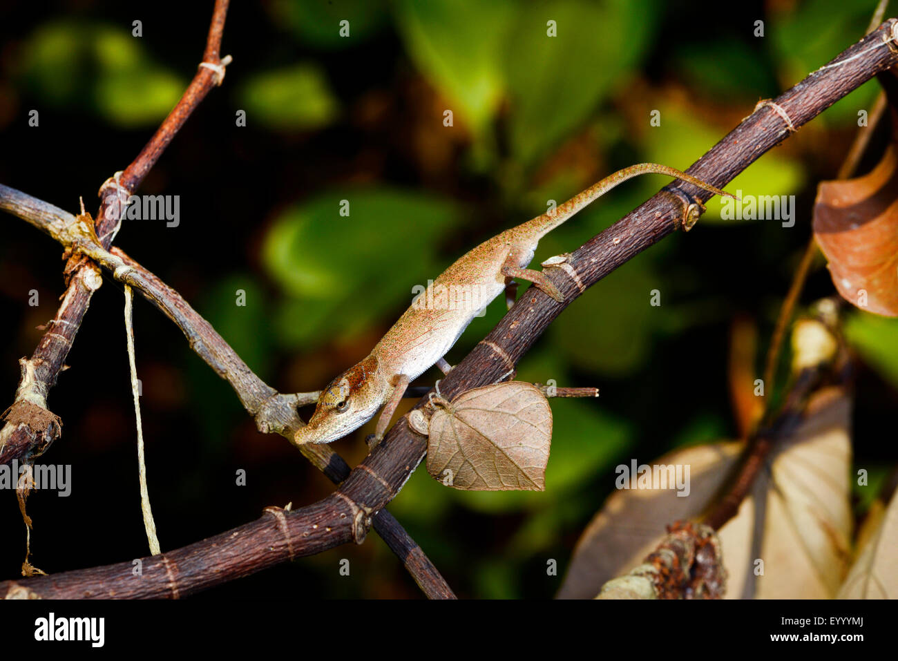 Blue nosed chameleons hi-res stock photography and images - Alamy