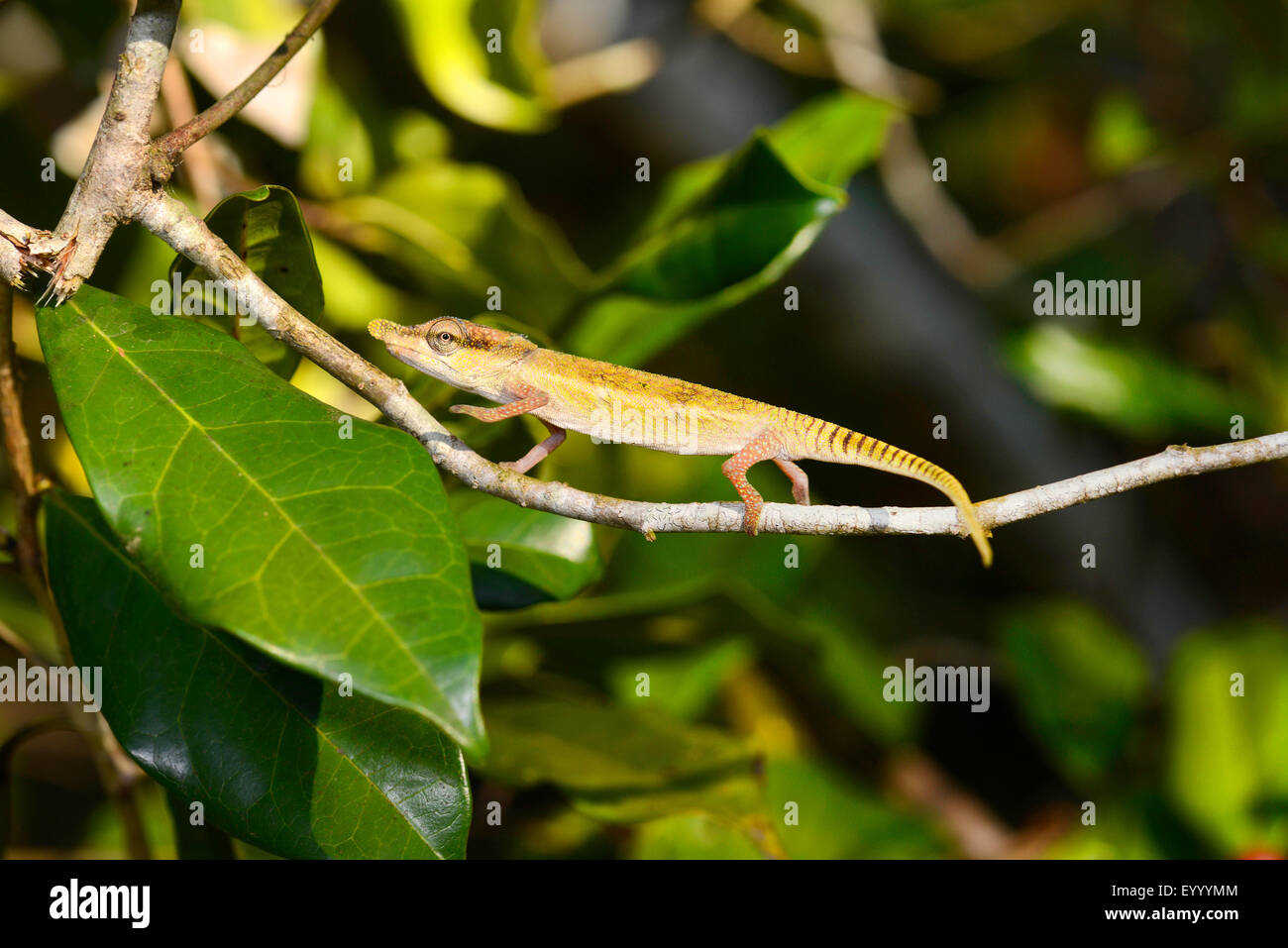 Blue nosed chameleon calumma boettgeri hi-res stock photography and ...