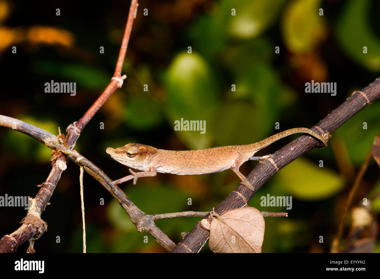 Blue nosed chameleons hi-res stock photography and images - Alamy