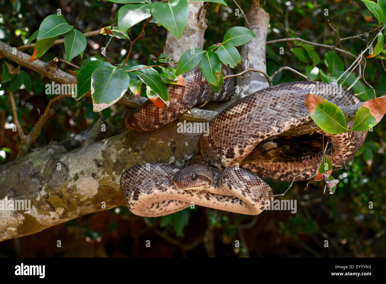 Madagascar tree boa (Sanzinia madagascariensis), climbs on a tree ...