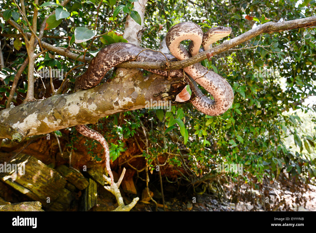 Madagascar tree boa (Sanzinia madagascariensis), climbs on a tree ...