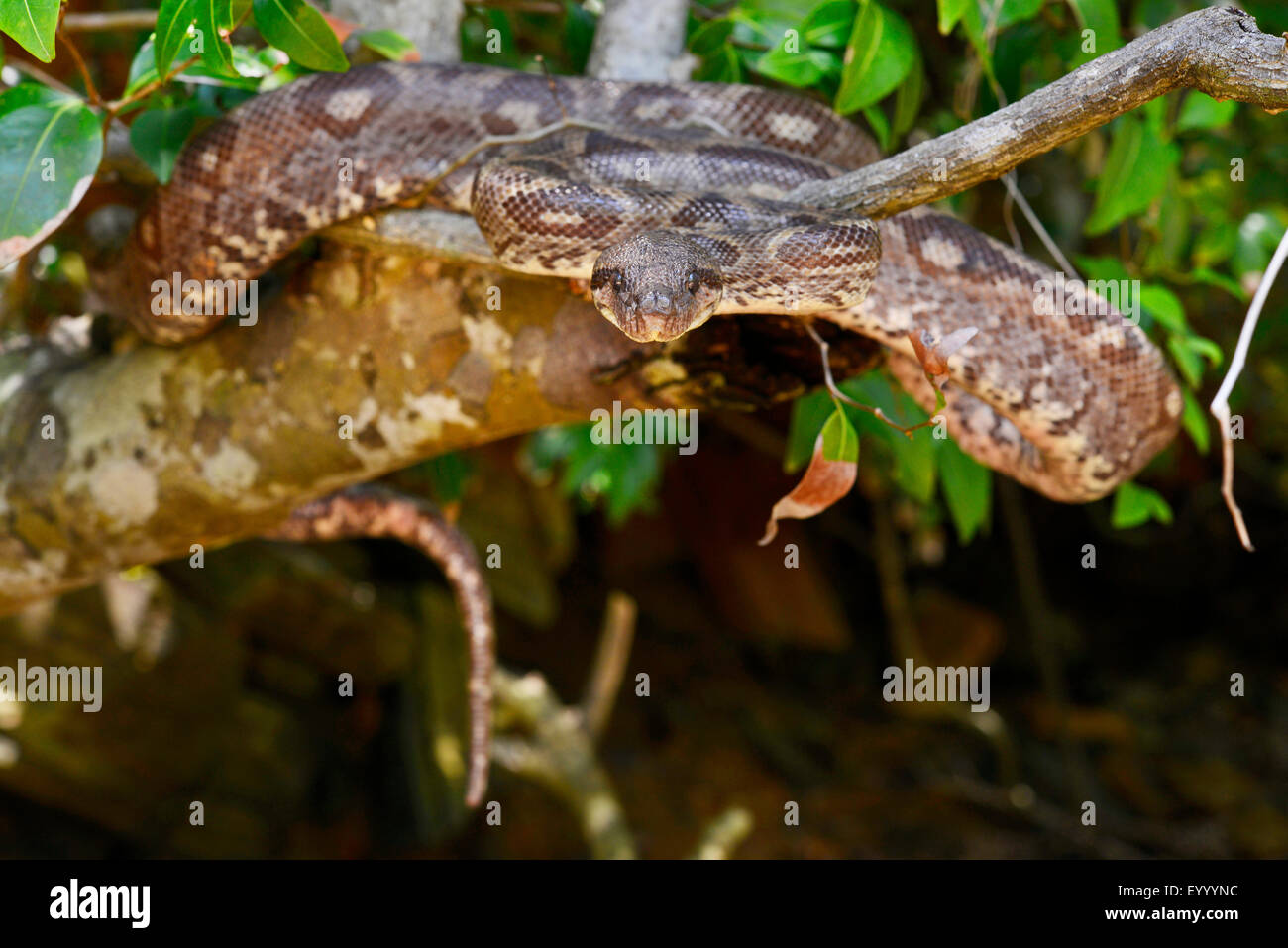Madagascar tree boa (Sanzinia madagascariensis), climbs on a tree ...