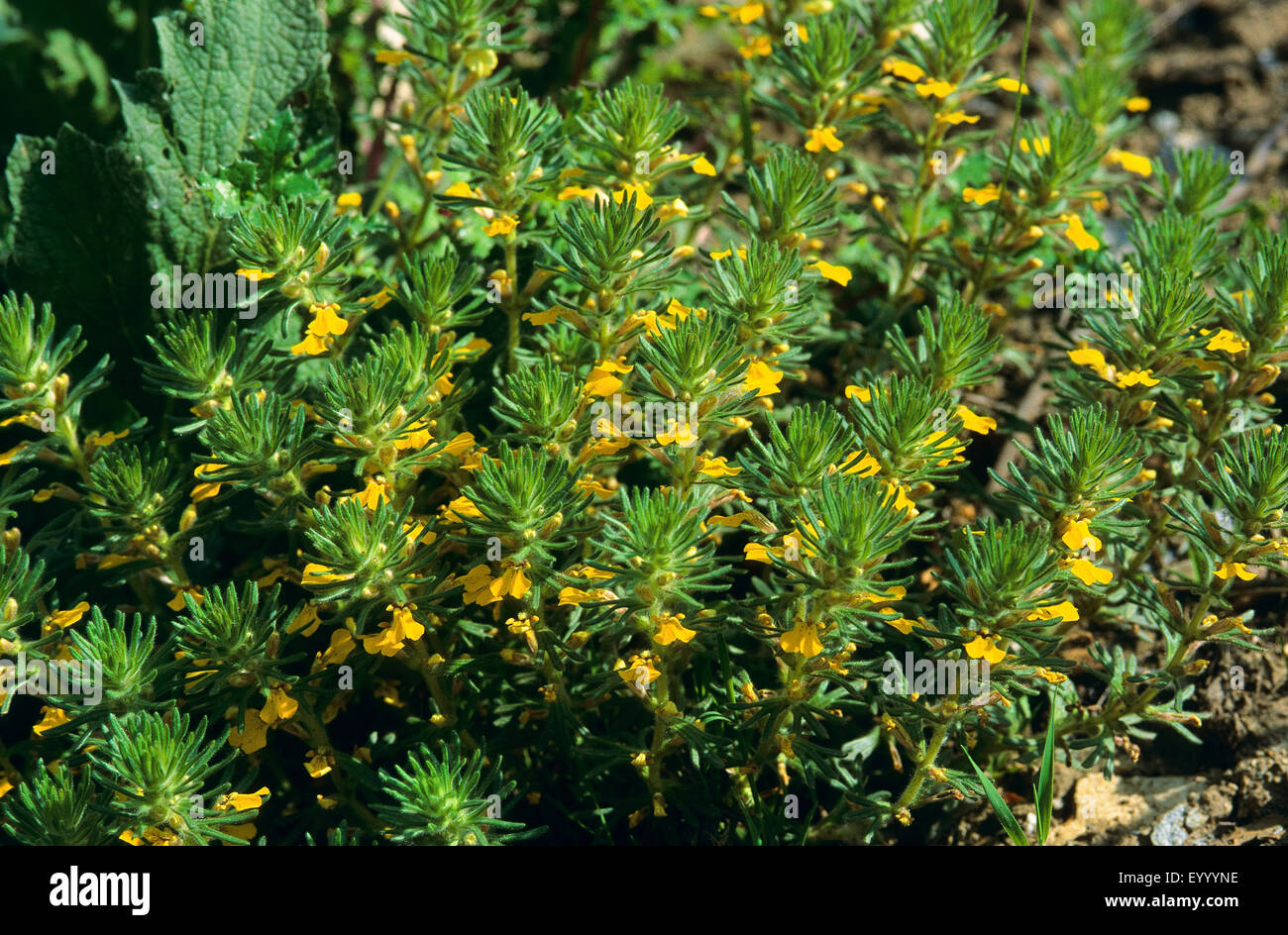 Yellow bugle ajuga chamaepitys hi-res stock photography and images - Alamy