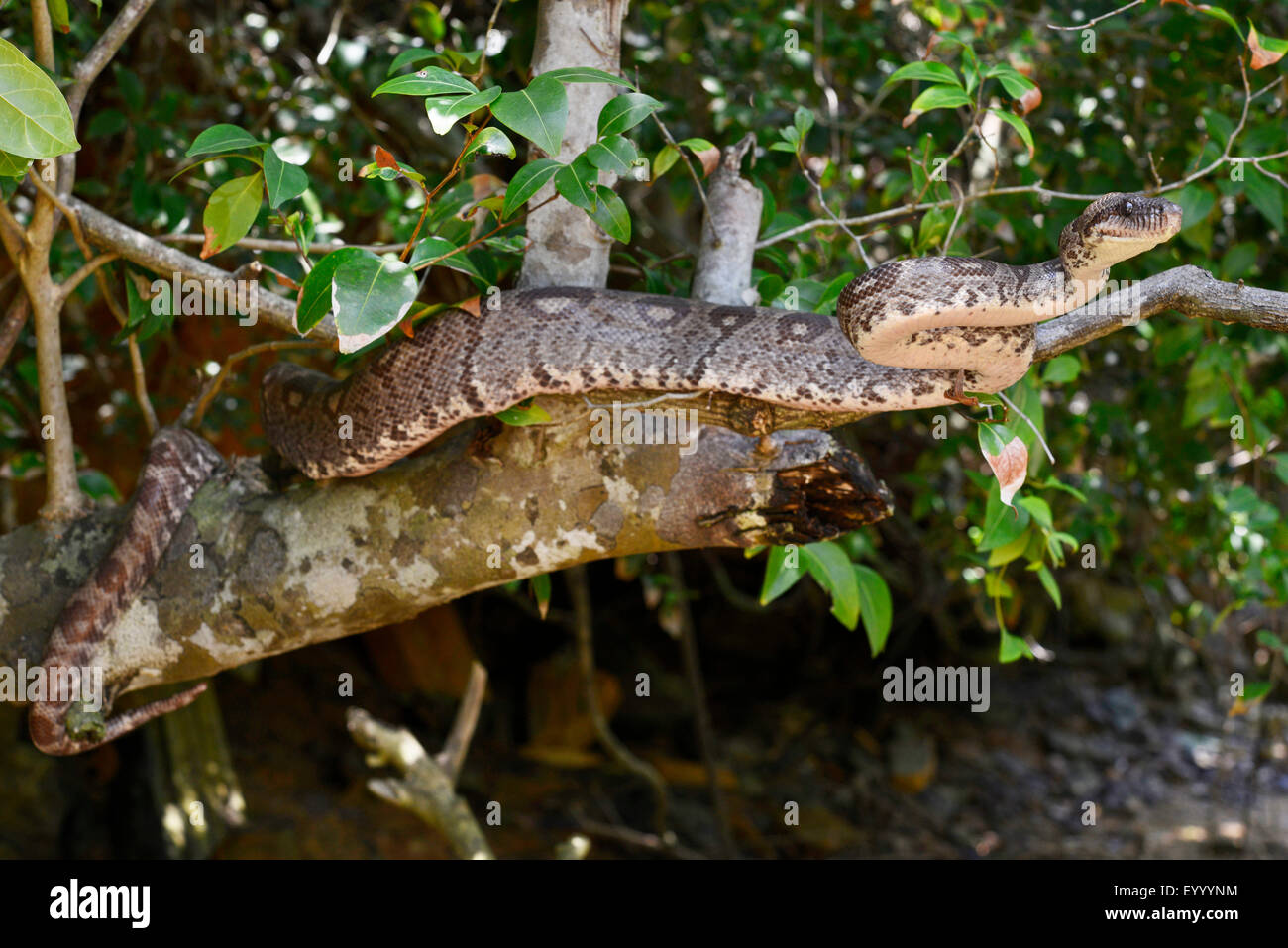 Madagascar tree boa (Sanzinia madagascariensis), climbs on a tree ...