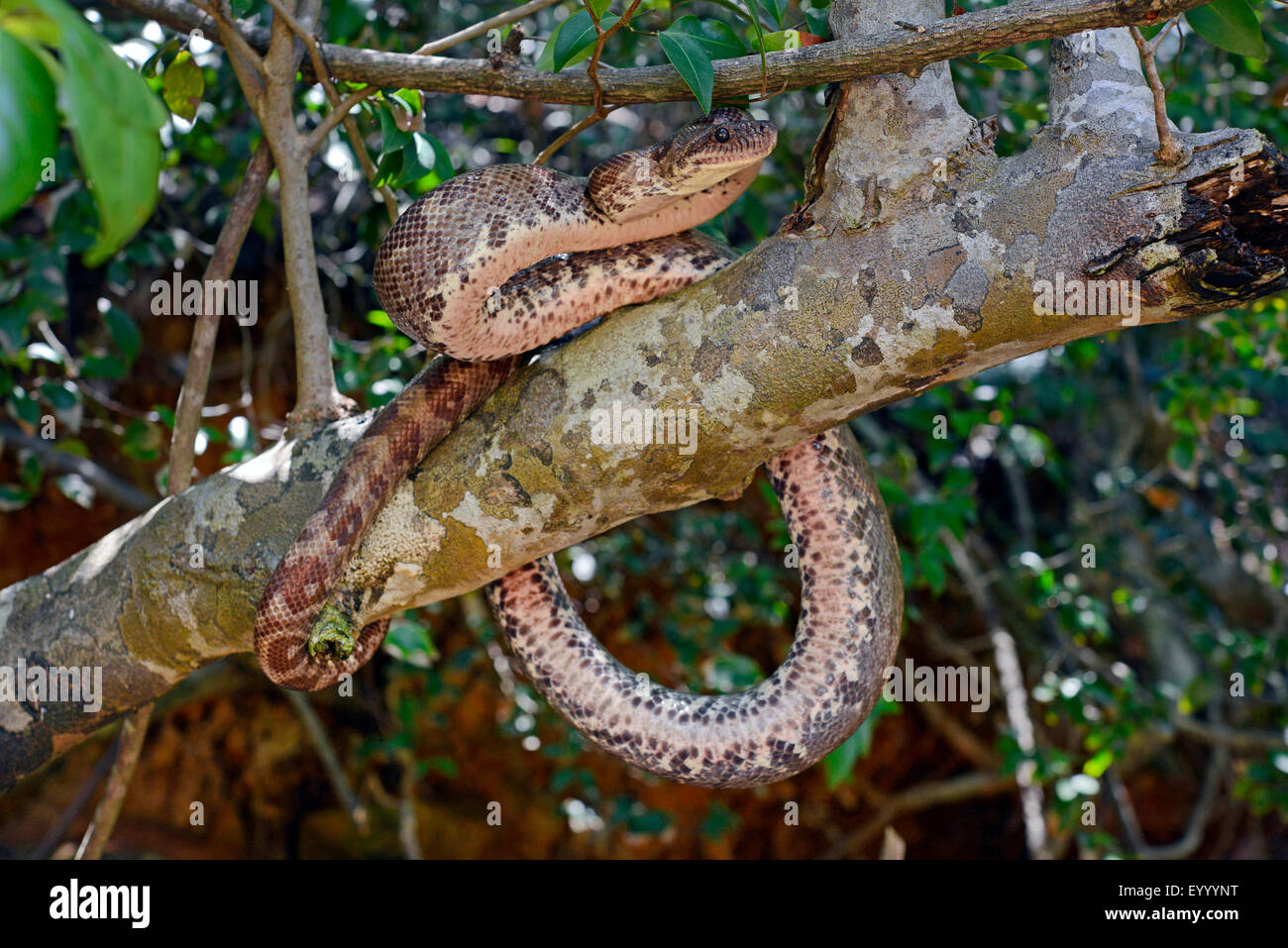 Madagascar tree boa (Sanzinia madagascariensis), climbs on a tree ...