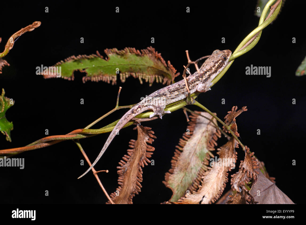 Fish-scale Gecko (Geckolepis sp. ), sits on a twig, Madagascar, Nosy Be ...