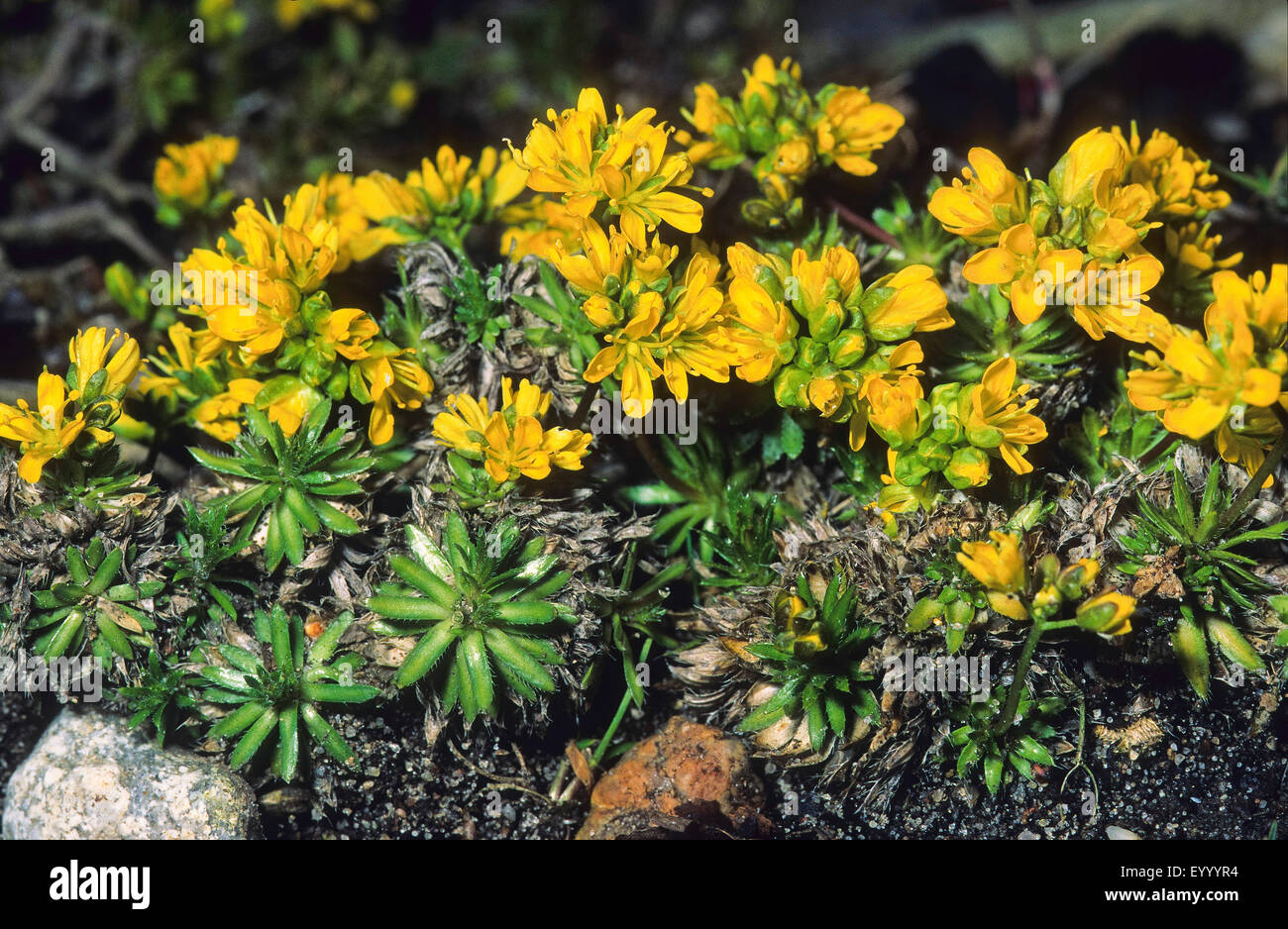 Yellow whitlow grass draba aizoides hi-res stock photography and images ...