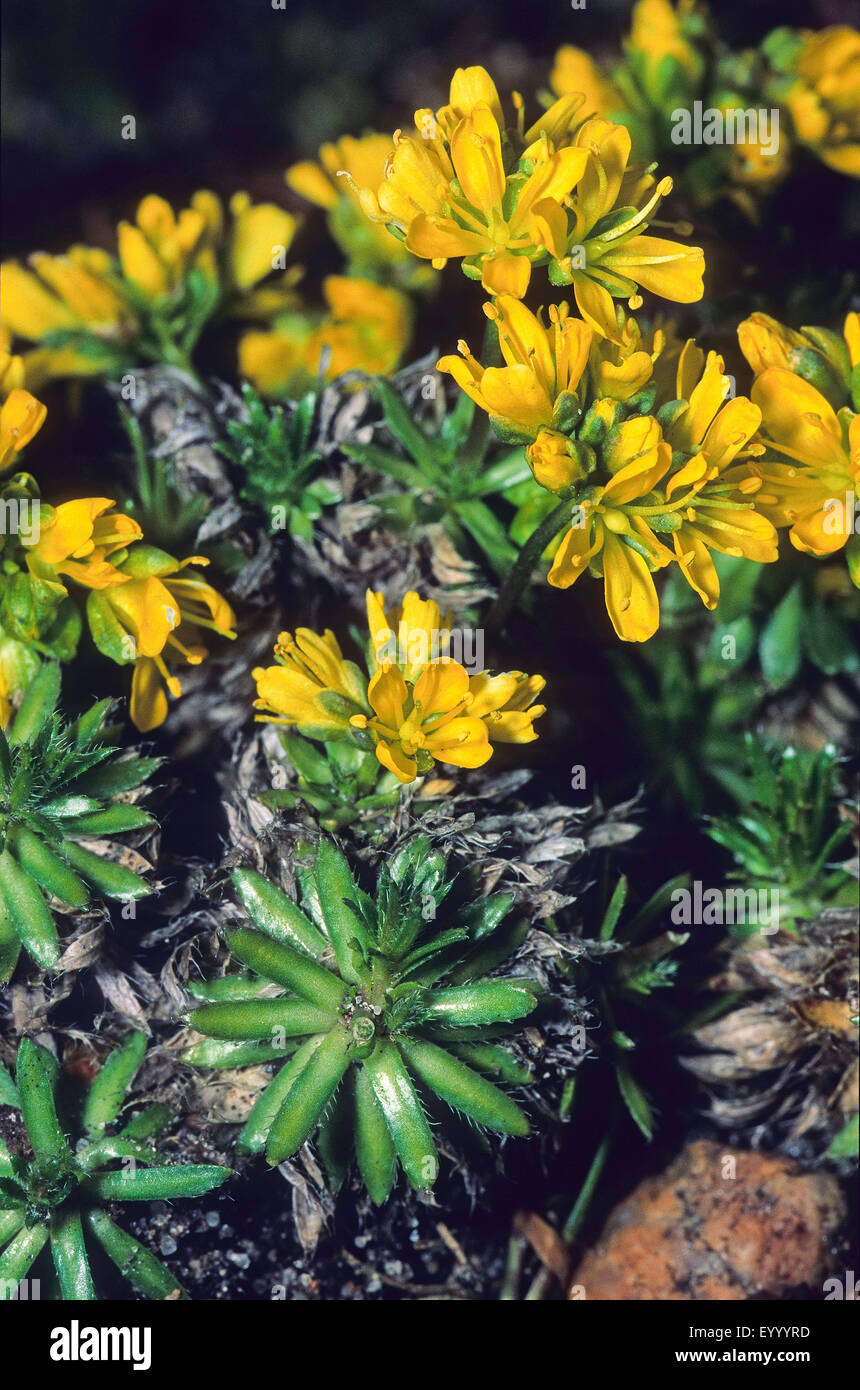 Draba yellow whitlow grass hi-res stock photography and images - Alamy
