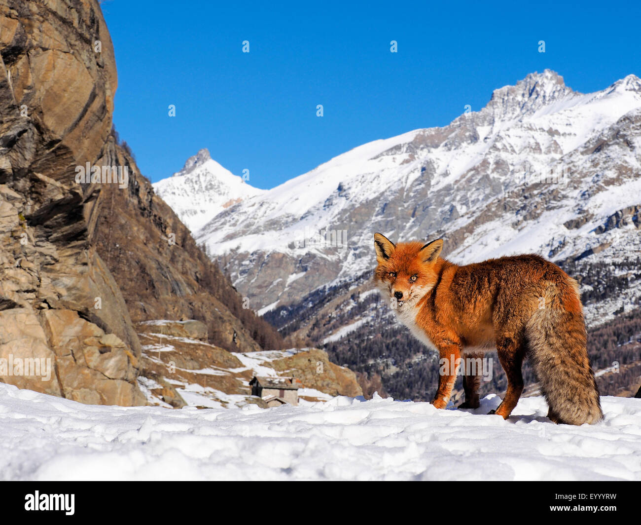 red fox (Vulpes vulpes), in snowy mountains, Italy, Val d'Aosta Stock ...