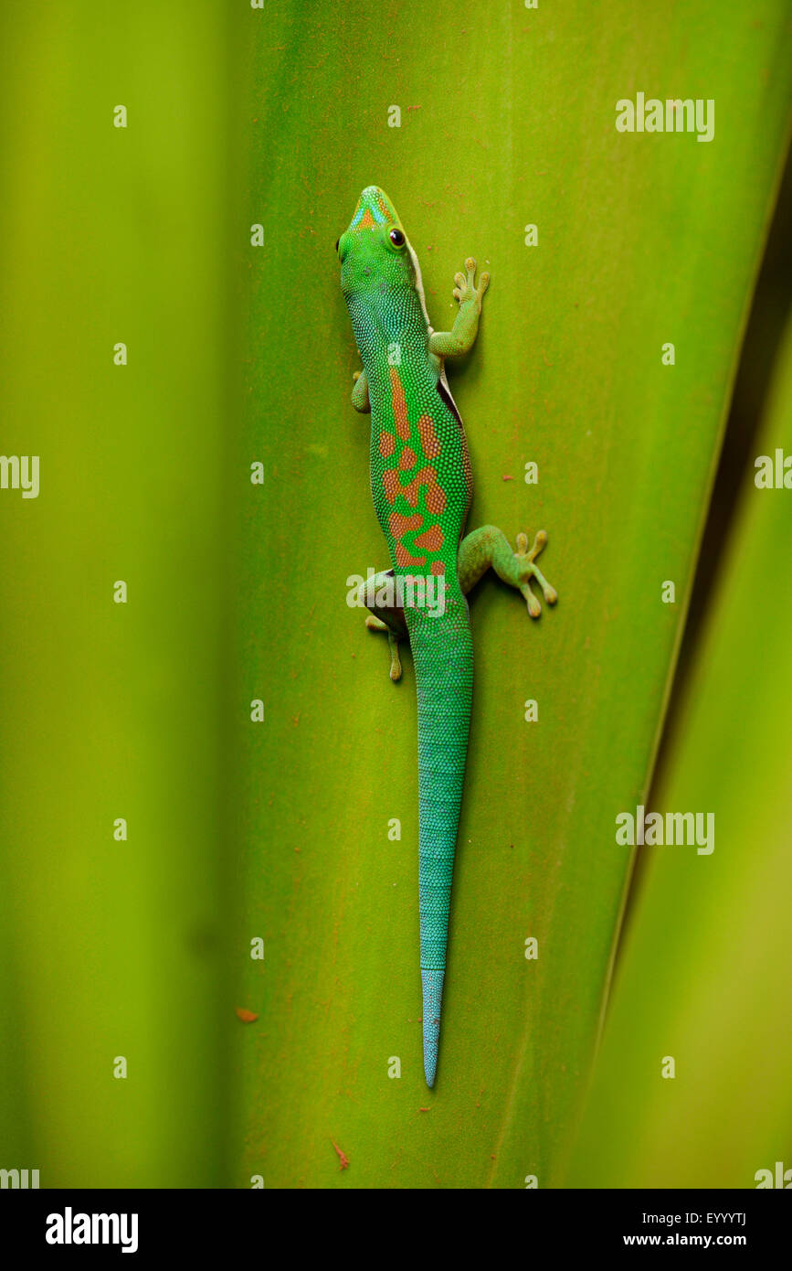 Lined Day Gecko