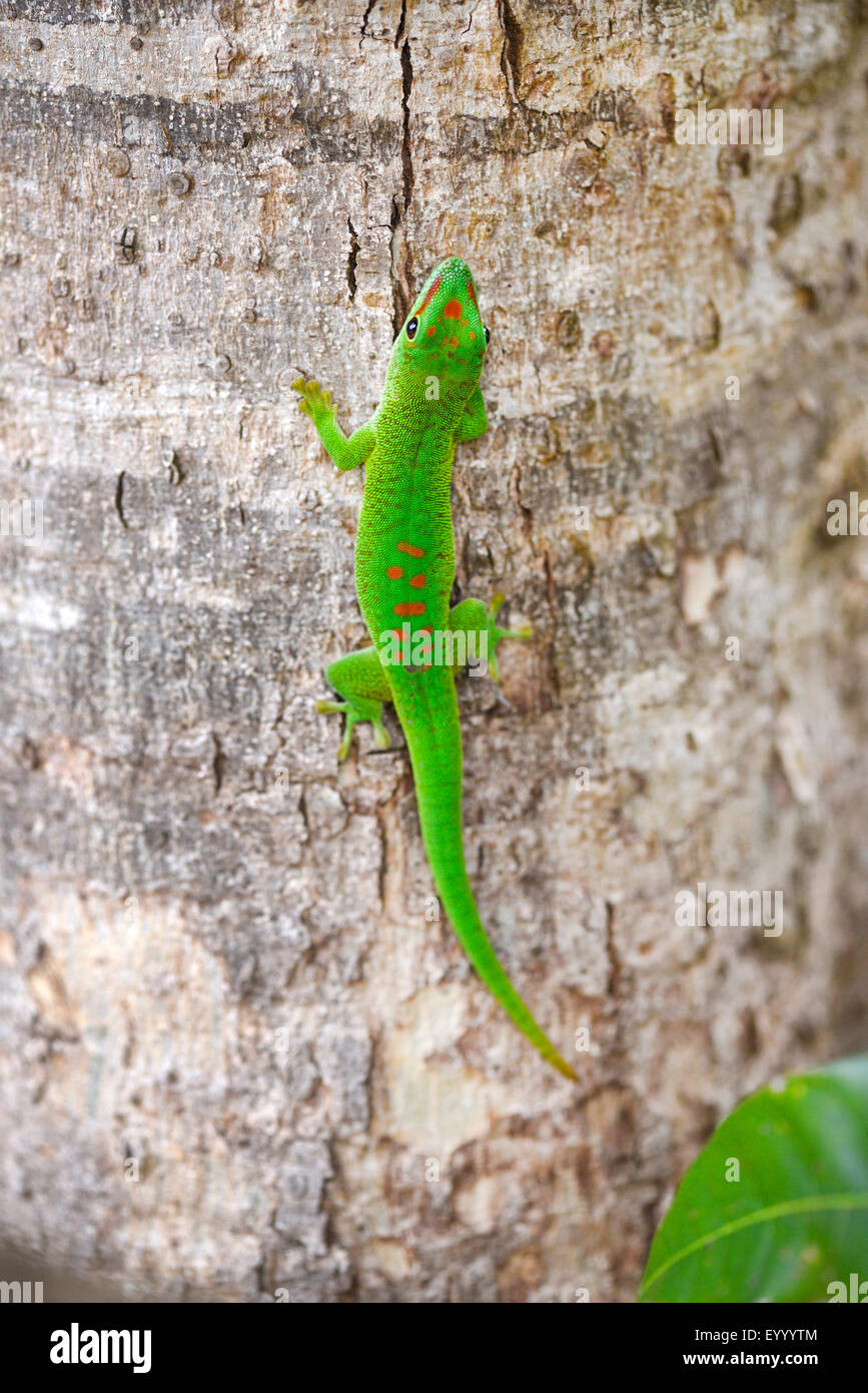 madagascar giant day gecko (Phelsuma madagascariensis grandis, Phelsuma ...