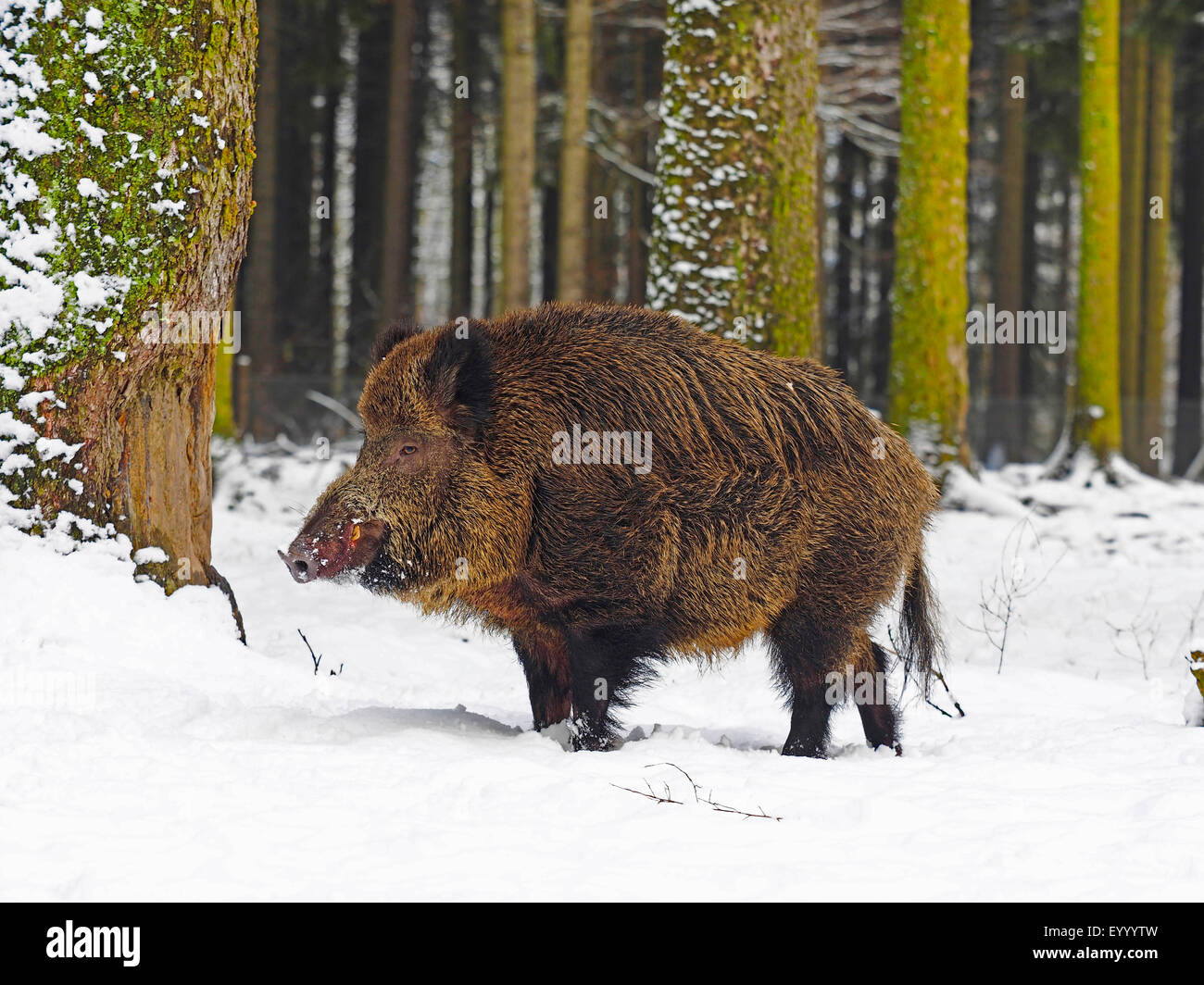 wild boar, pig, wild boar (Sus scrofa), tusker in winter, Germany ...