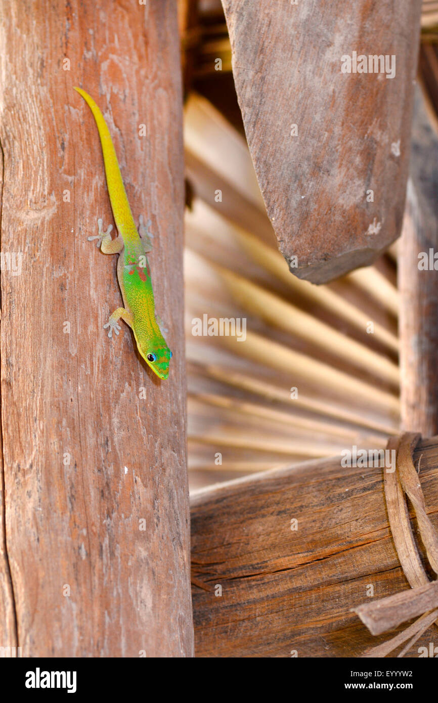 Gold dust day gecko (Phelsuma laticauda), Gold dust day gecko at the ...