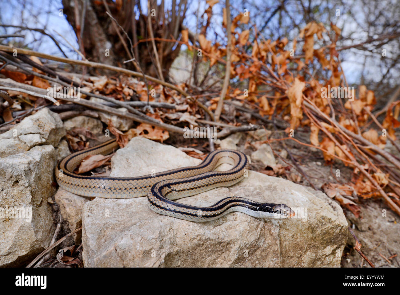 Four-striped Snake (Dromicodryas quadrilineatus), on a stone ...