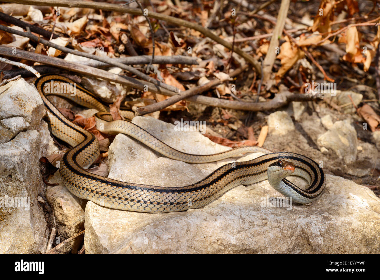 Four-striped Snake (Dromicodryas quadrilineatus), on a stone ...