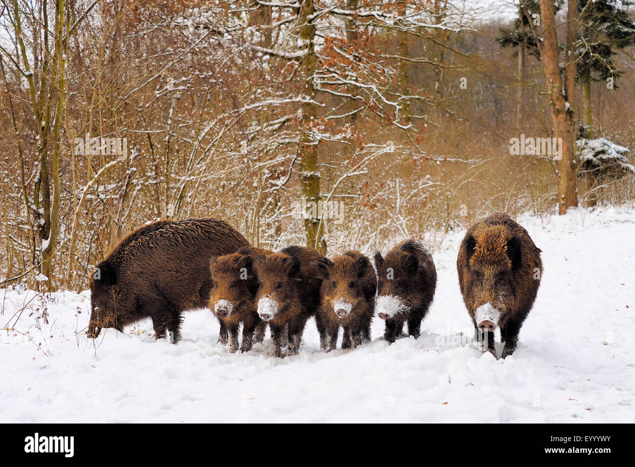Sounder wild boars sus hi-res stock photography and images - Alamy