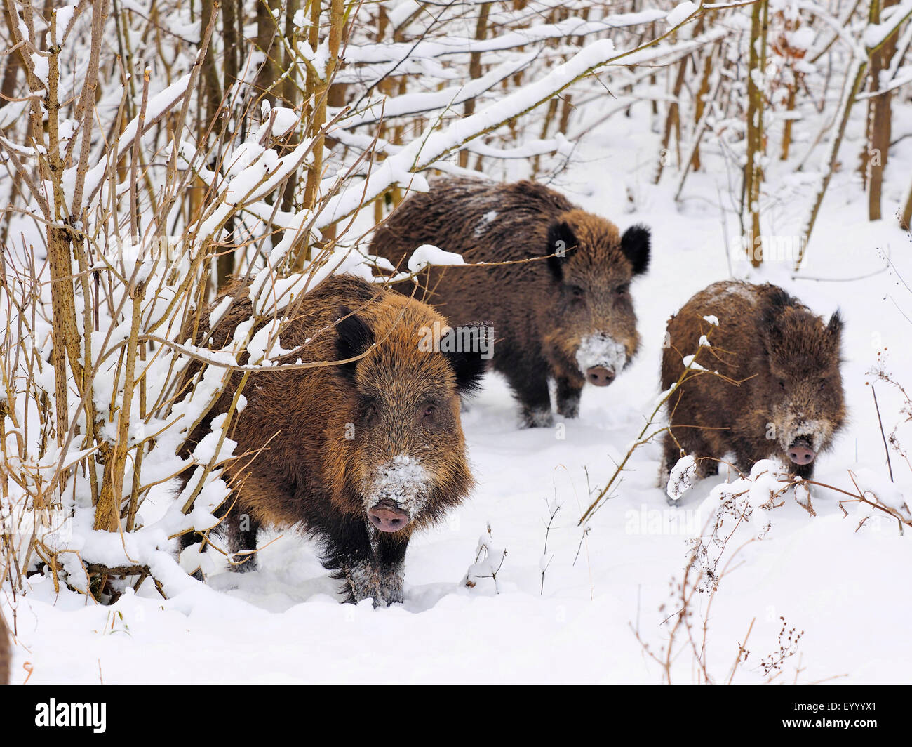 Pig of the sounder hi-res stock photography and images - Alamy