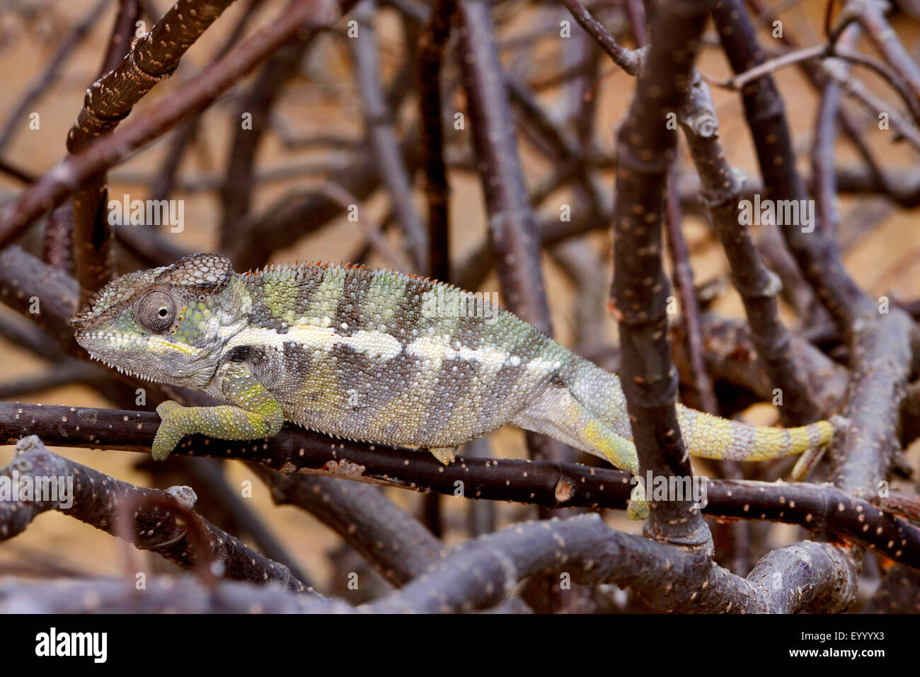 The chameleons band hi-res stock photography and images - Alamy