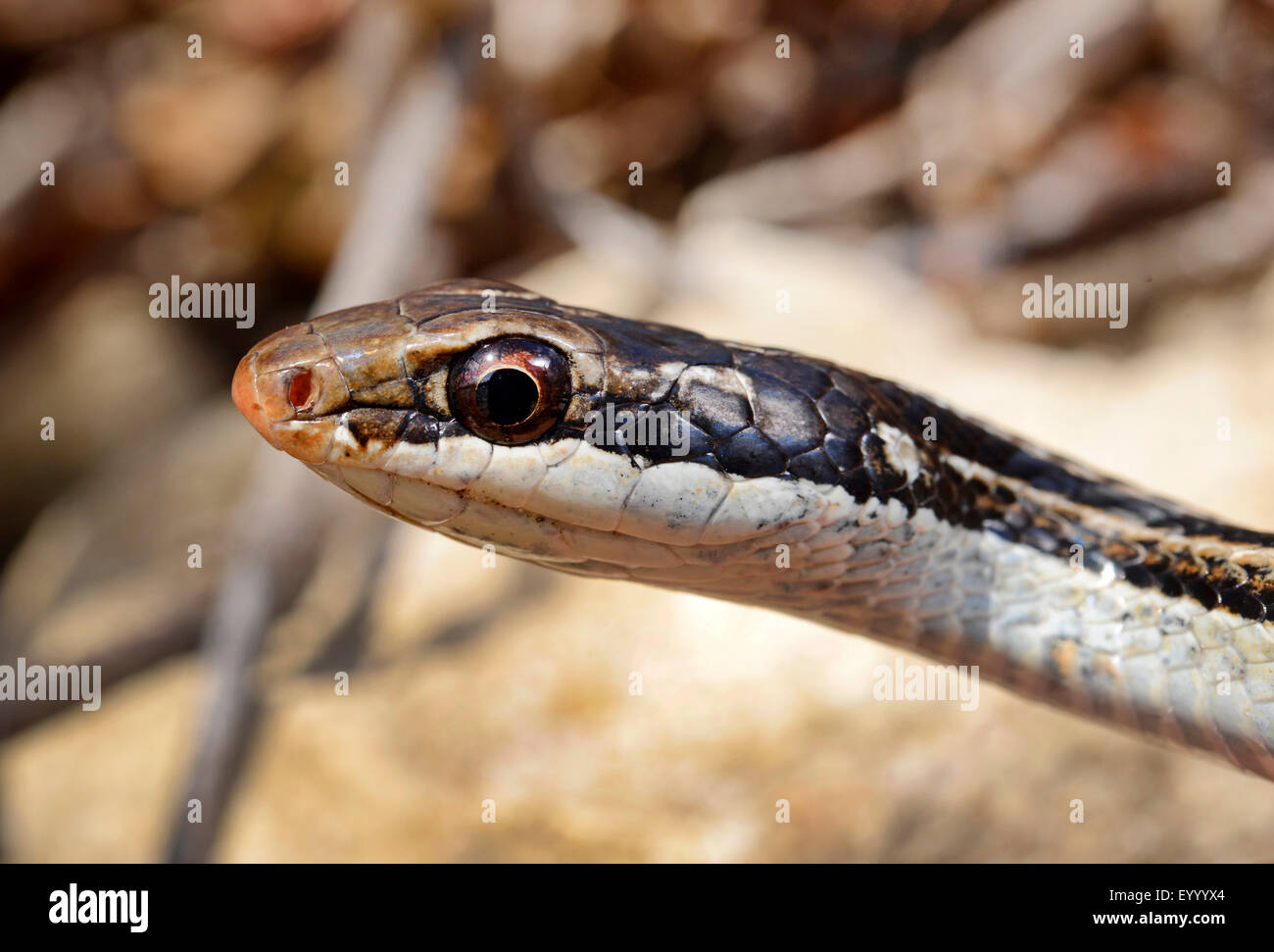 Four-striped Snake (Dromicodryas quadrilineatus), portrait, Madagascar ...