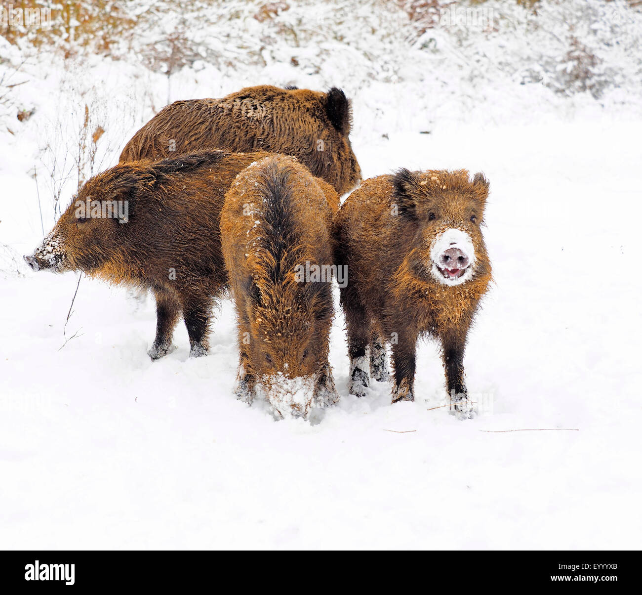 Pig of the sounder hi-res stock photography and images - Alamy