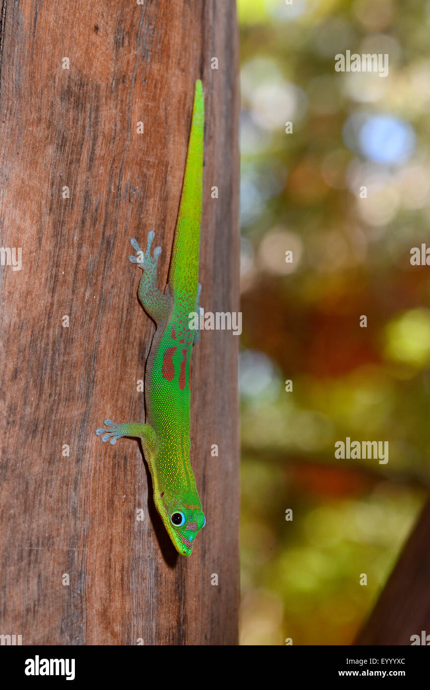 Gold dust day gecko (Phelsuma laticauda), at a wooden post in the ...