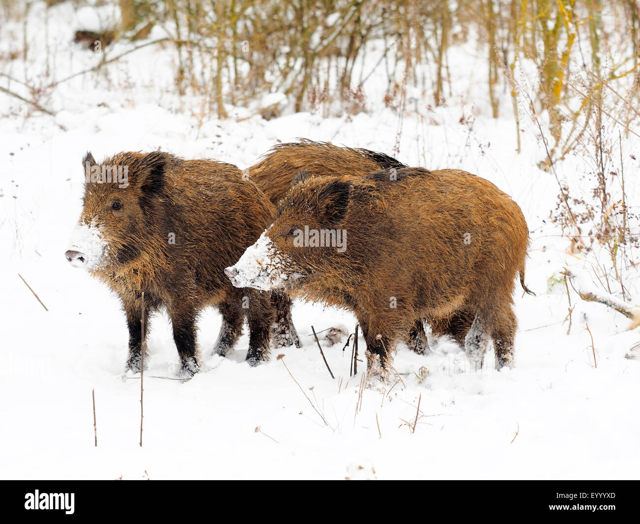 Pig of the sounder hi-res stock photography and images - Alamy