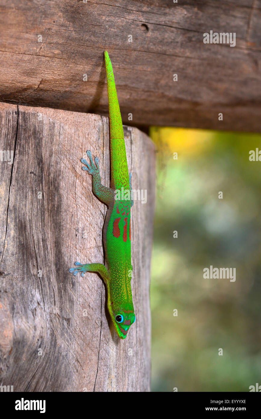 Gold dust day gecko (Phelsuma laticauda), at a wooden post in the ...