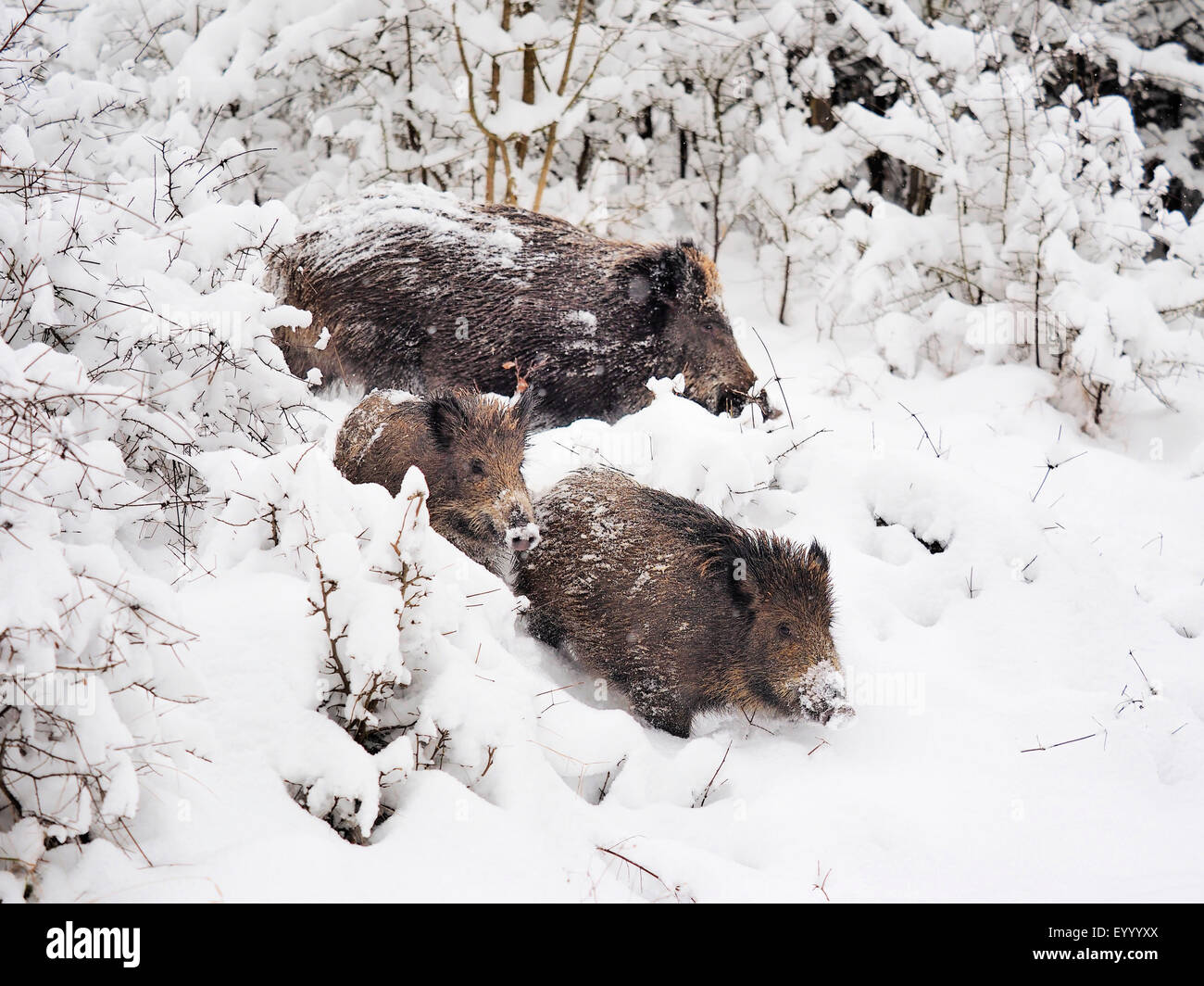 Sounder hi-res stock photography and images - Alamy