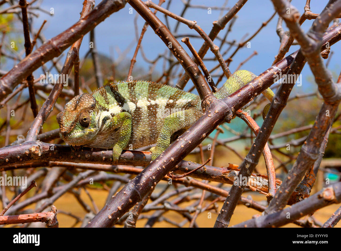 The Chameleons Band High Resolution Stock Photography and Images - Alamy