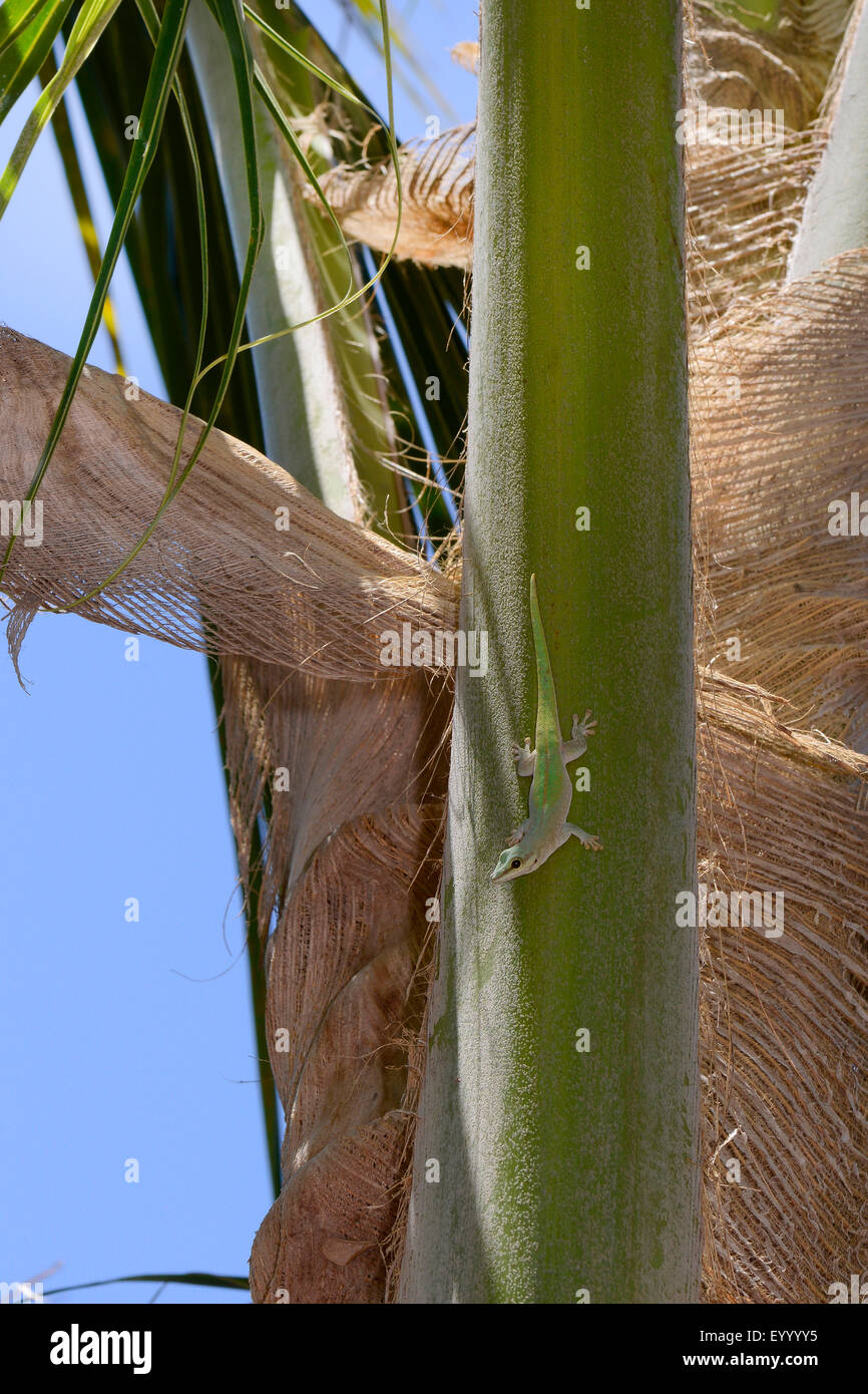 Dull Day Gecko (Phelsuma dubia), at a palm trunk, Madagascar, Ankifi ...