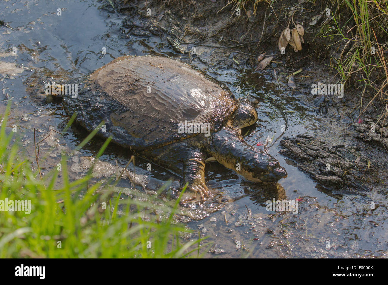 Turtle shell top view hi-res stock photography and images - Alamy